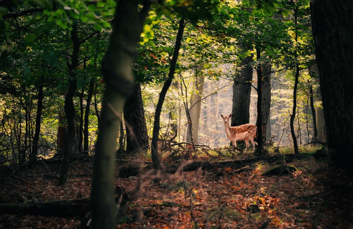 What is Vue.js? A Beginner's Guide with Examples - 30 Days of Vue